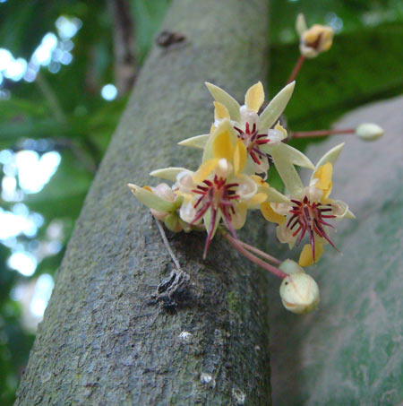 Primary Strains | the C-spot