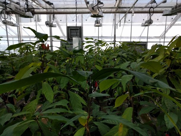 Chocolate IQ Quiz | the C-spot